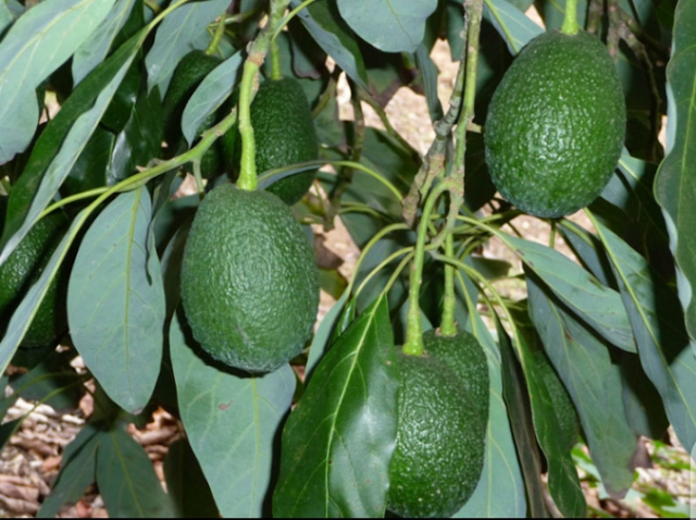 KILIMO BORA CHA PARACHICHI (AVOCADO), UZALISHAJI NA MASOKO – Holly ...